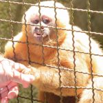 Macaco-Prego-Galego: Características, Nome Científico e Fotos | Mundo ...