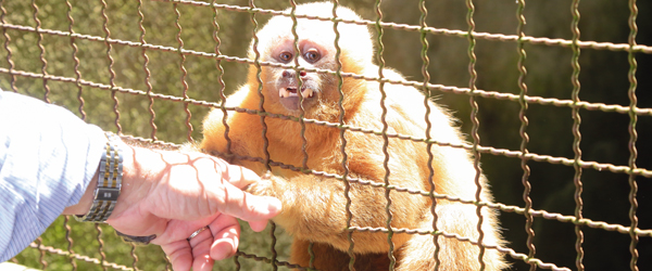 Macaco-Prego-Galego: Características, Nome Científico e Fotos | Mundo ...
