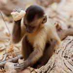 Macaco-Prego-Galego: Características, Nome Científico e Fotos | Mundo ...