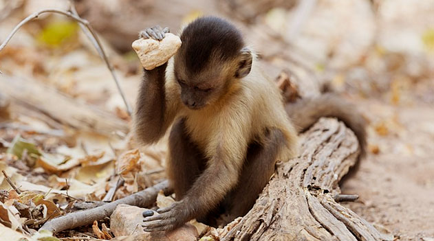 Macaco-Prego-Galego: Características, Nome Científico e Fotos | Mundo ...