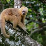 Macaco-Prego-Galego: Características, Nome Científico e Fotos | Mundo ...