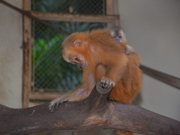 Macaco-Prego-Galego: Características, Nome Científico e Fotos | Mundo ...