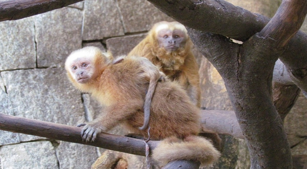 Macaco-Prego-Galego: Características, Nome Científico e Fotos | Mundo ...