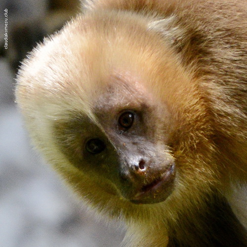 Macaco-Prego-Galego: Características, Nome Científico e Fotos | Mundo ...