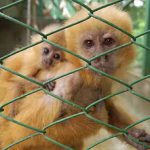 Macaco-Prego-Galego: Características, Nome Científico e Fotos | Mundo ...