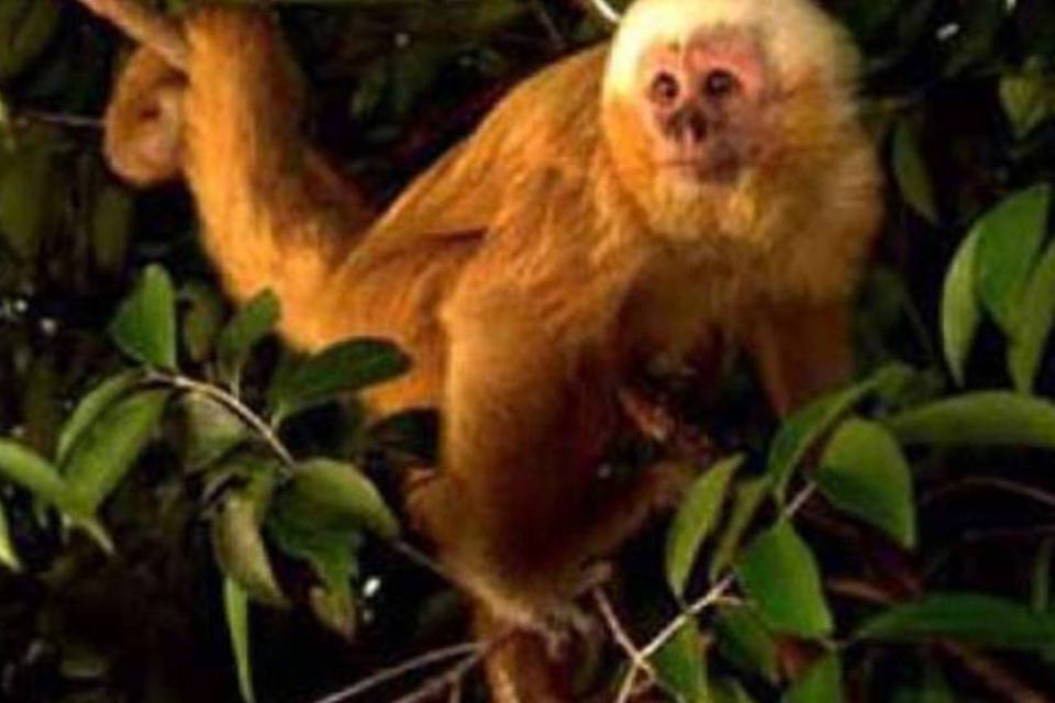 Macaco-Prego-Galego: Características, Nome Científico e Fotos | Mundo ...