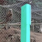 Macaco-Prego-Galego: Características, Nome Científico e Fotos | Mundo ...