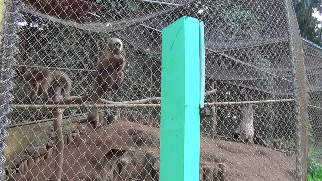 Macaco-Prego-Galego: Características, Nome Científico e Fotos | Mundo ...