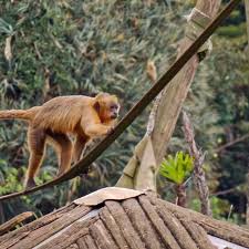 Macaco-Prego-Galego: Características, Nome Científico e Fotos | Mundo ...