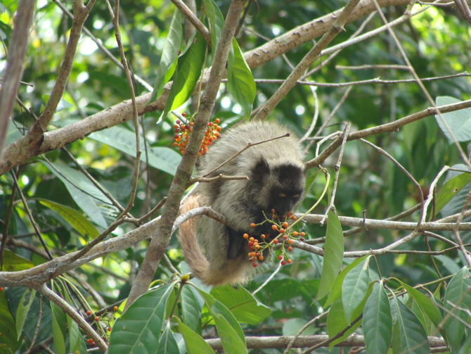 Macaco-Prego-Galego: Características, Nome Científico e Fotos | Mundo ...