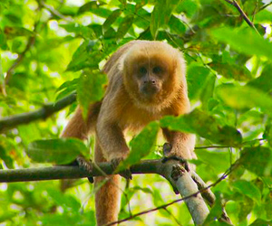 Macaco-Prego-Galego: Características, Nome Científico e Fotos | Mundo ...