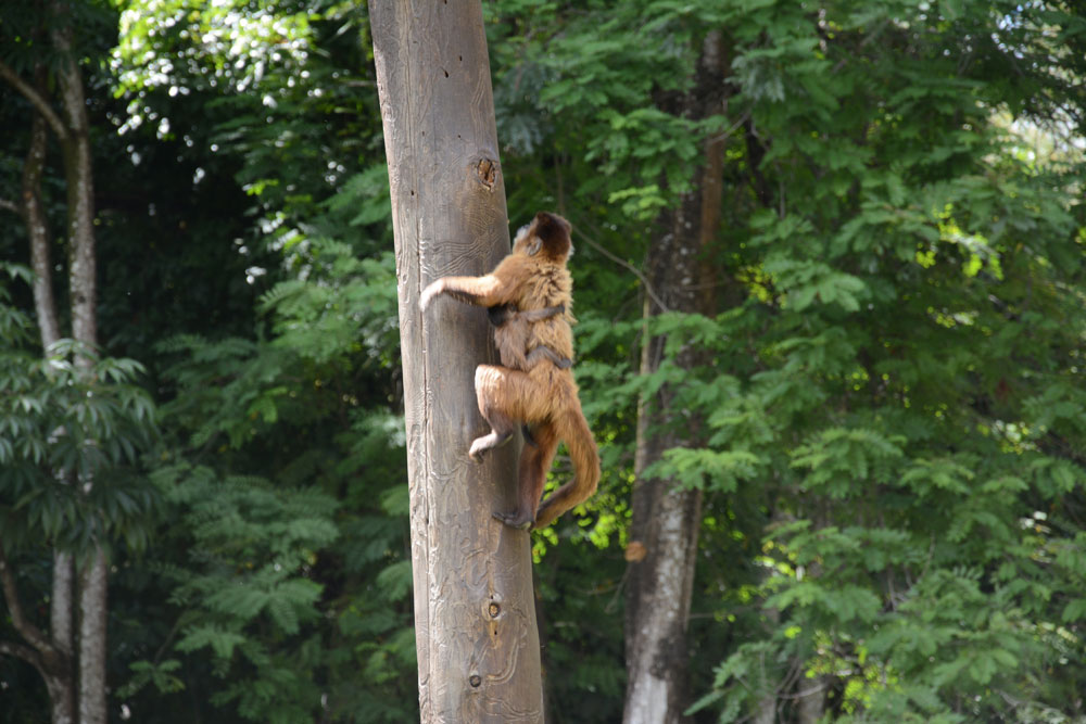Macaco-Prego-Galego: Características, Nome Científico e Fotos | Mundo ...