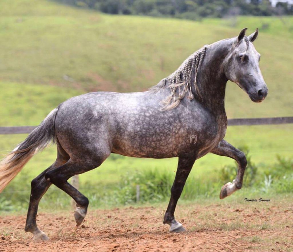 Quais as Principais Raças de Cavalos no Brasil? Qual a Melhor? | Mundo ...