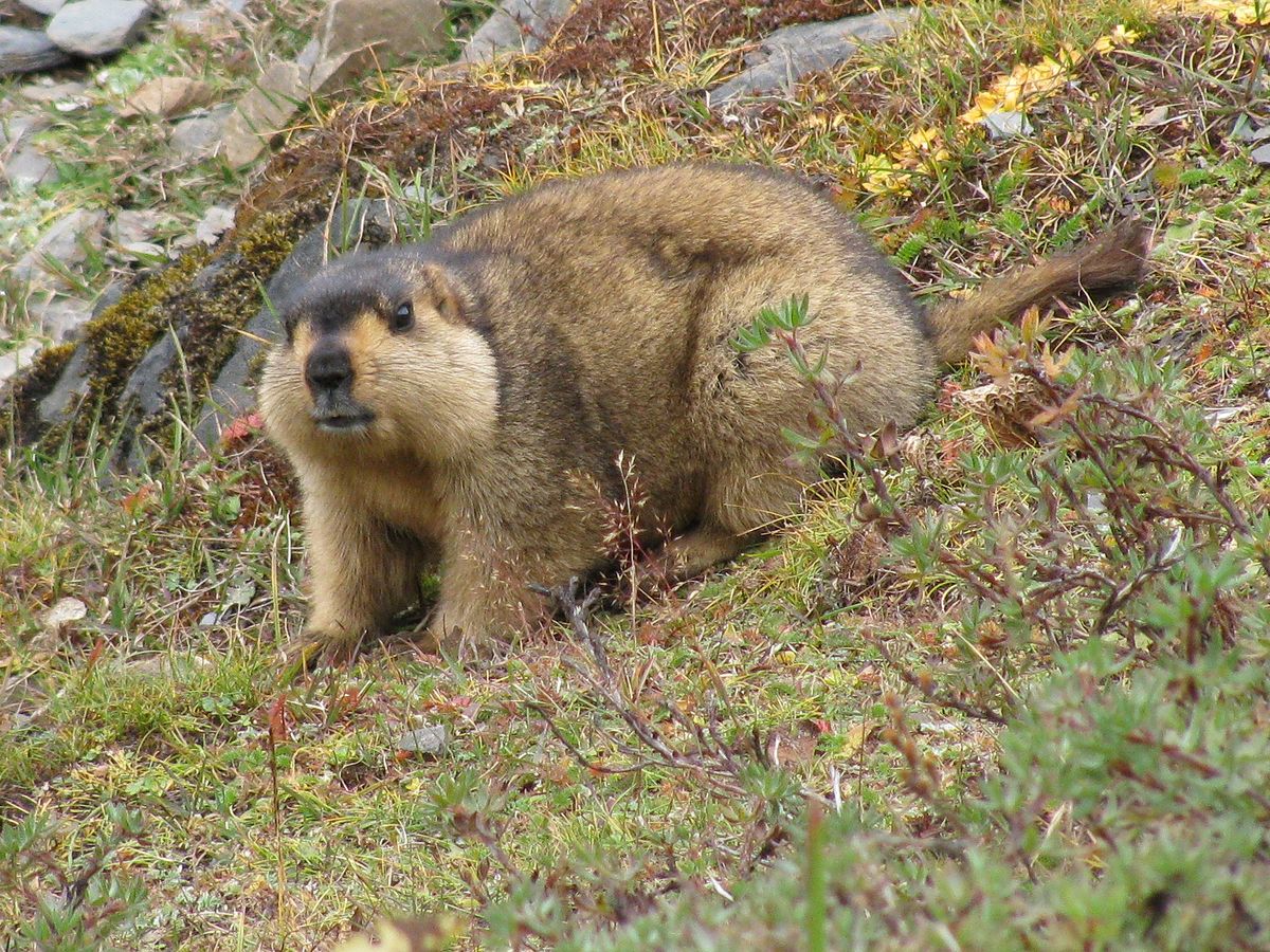 Marmota Broweri: Características, Nome Científico e Fotos | Mundo Ecologia