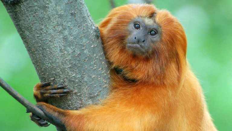 Quais As Diferenças Entre Macaco, Mico e Sagui? Fotos | Mundo Ecologia