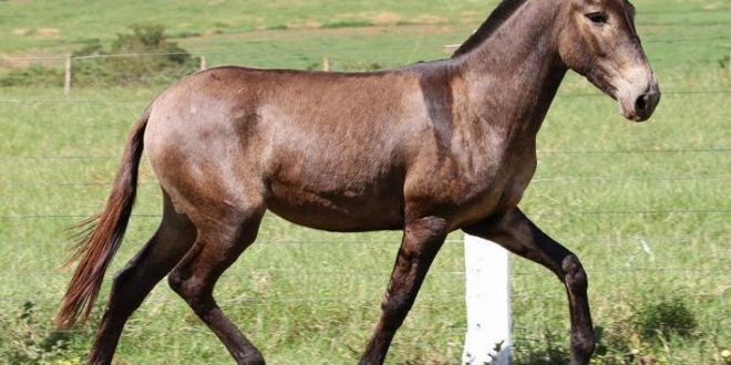 Como se Chama a Criação de Mulas? Tem no Brasil? | Mundo Ecologia