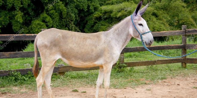 Mula Curiosidades e Fatos Interessantes Sobre o Animal | Mundo Ecologia