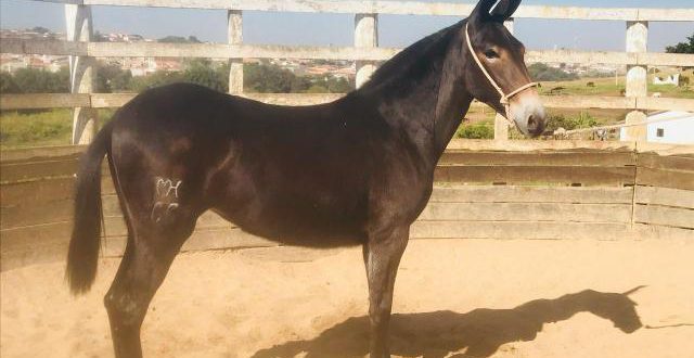 Historia da Mula e Origem do Animal | Mundo Ecologia