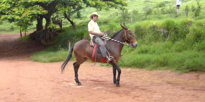 Criação de Mulas Marchadeiras: Como Fazer? O que Precisa? | Mundo Ecologia