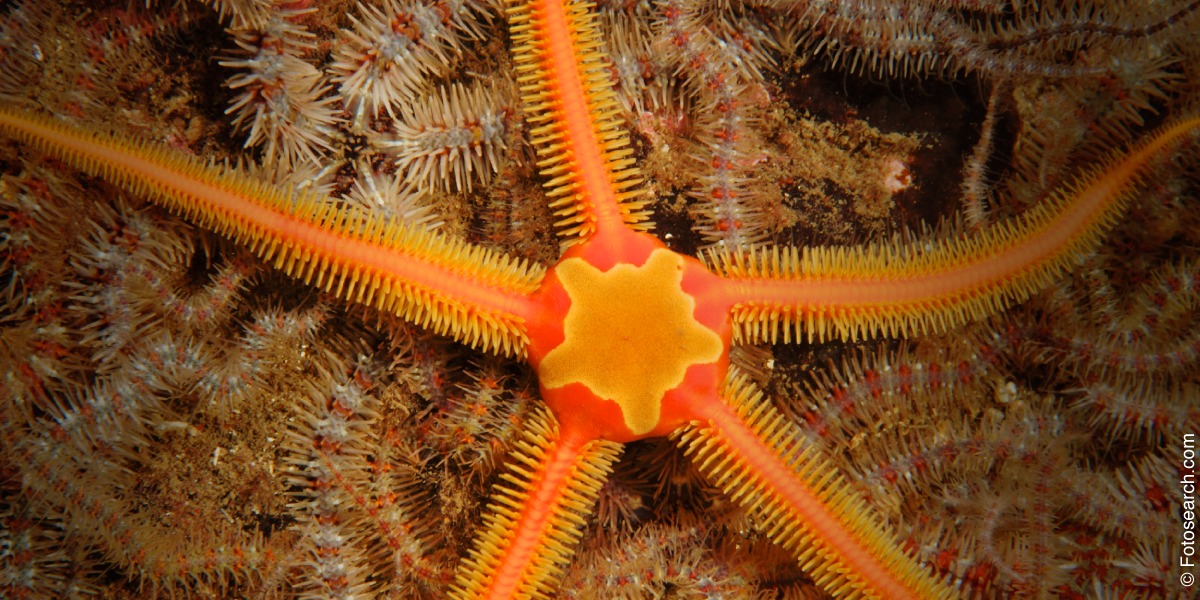 Reprodução do Ofiúro: Filhotes e Período de Gestação – Mundo Ecologia