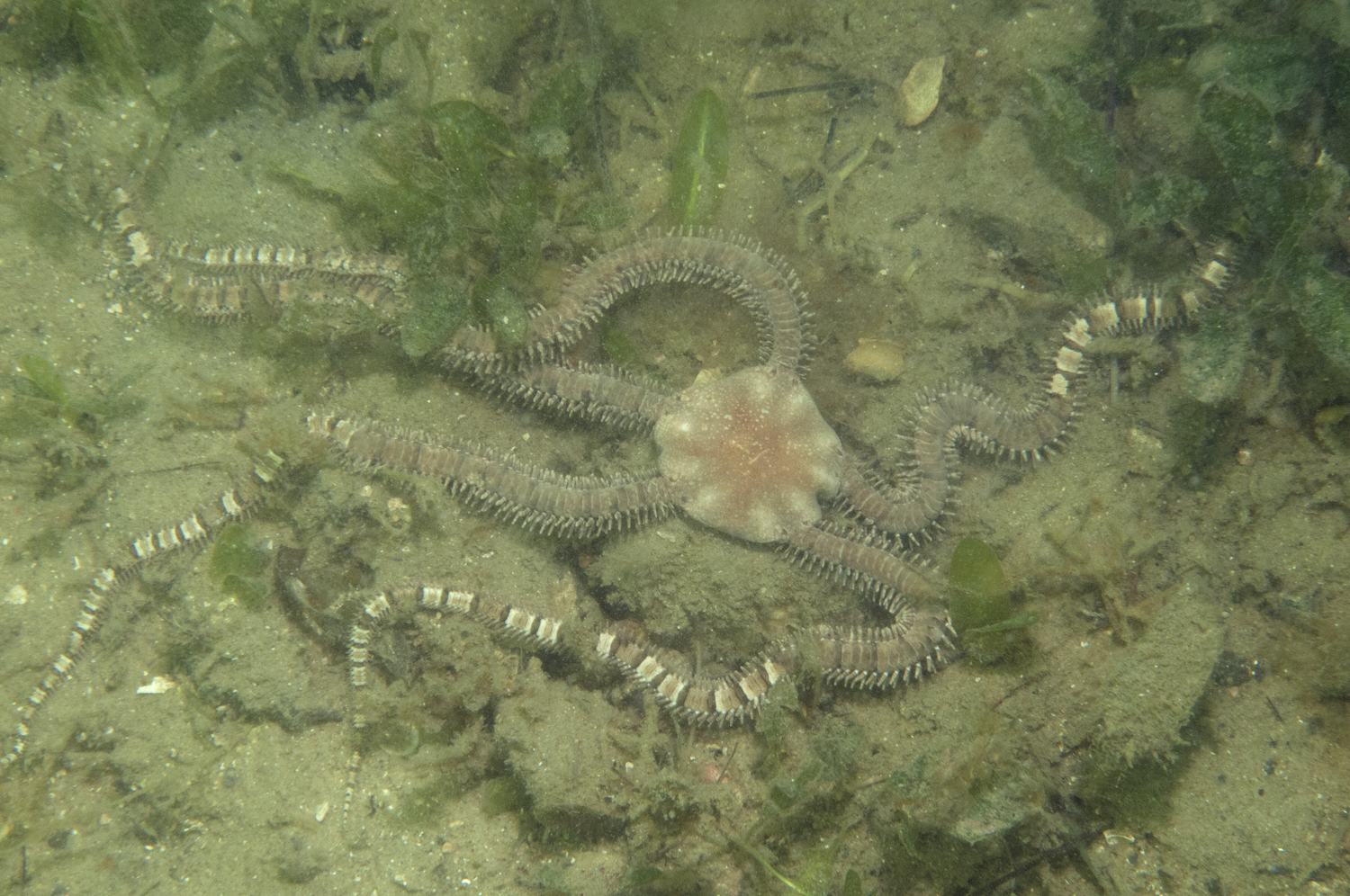 Ofiúro – Curiosidades e Fatos Interessantes Sobre o Animal – Mundo Ecologia