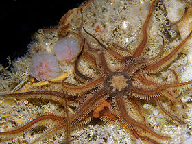 Ofiúro – Curiosidades e Fatos Interessantes Sobre o Animal – Mundo Ecologia