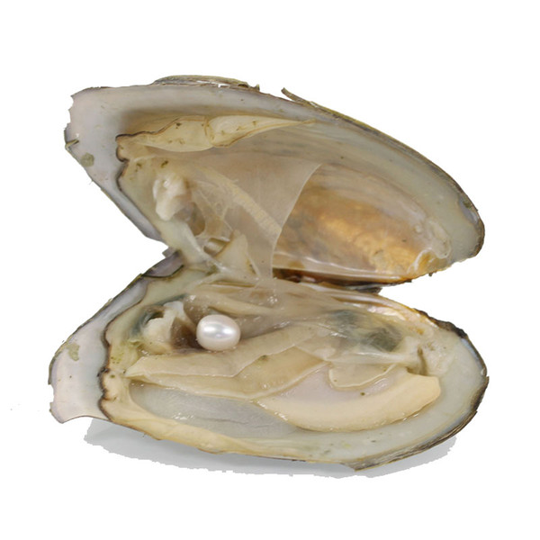 Alimentação da Ostra: O Que Elas Comem? | Mundo Ecologia