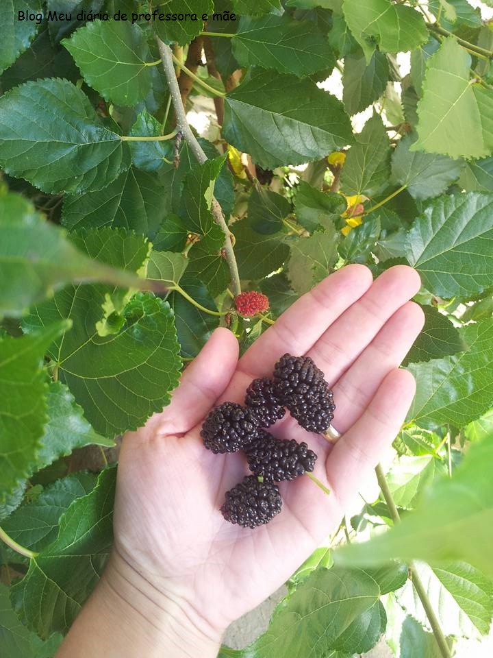 Quanto Tempo Demora Para o Pé de Amora dar Frutos? | Mundo Ecologia