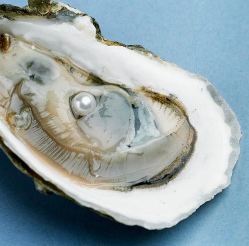 Ostra Limpa: Características, Nome Cientifico e Fotos | Mundo Ecologia