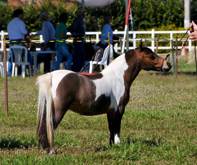 Raça de Pônei Brasileiro: Características, História, Origem e Fotos ...