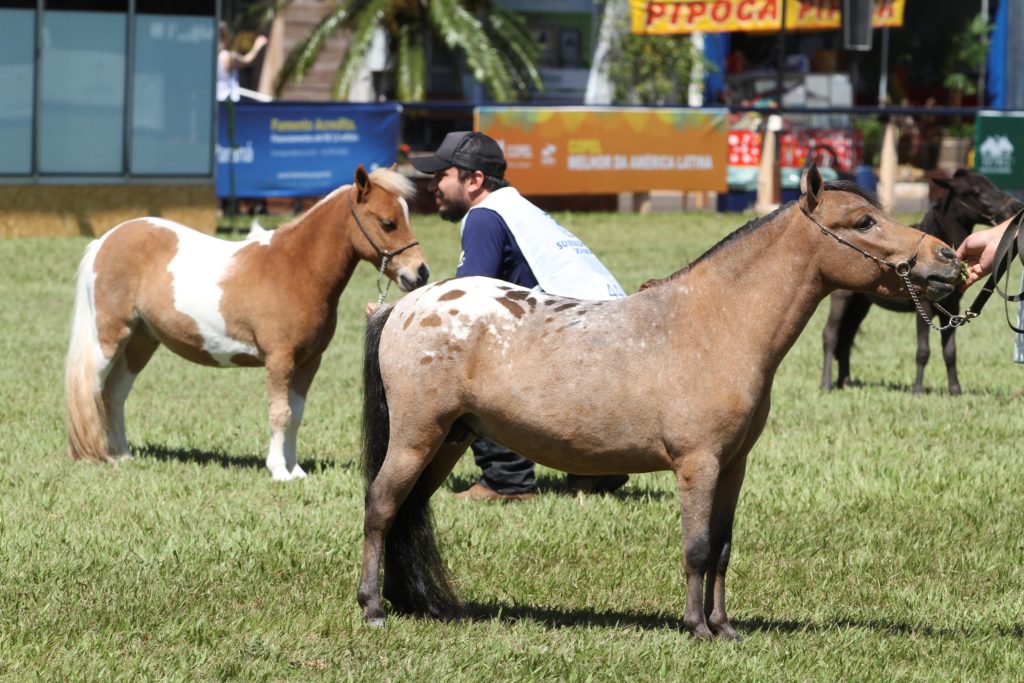 Raça de Pônei Brasileiro: Características, História, Origem e Fotos ...