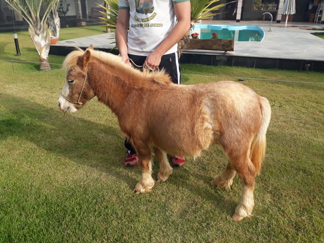 Raça de Pônei Brasileiro: Características, História, Origem e Fotos ...