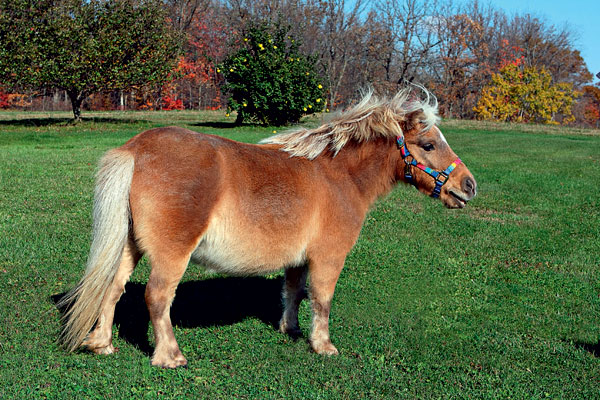 Raça de Pônei Brasileiro: Características, História, Origem e Fotos ...