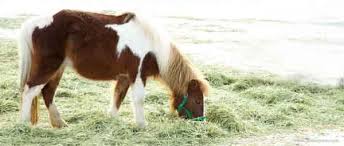 Raça de Pônei Brasileiro: Características, História, Origem e Fotos ...