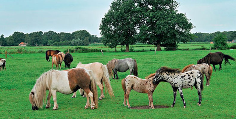 Raça de Pônei Brasileiro: Características, História, Origem e Fotos ...