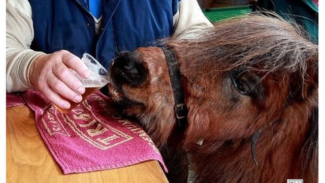 Raça de Pônei Brasileiro: Características, História, Origem e Fotos ...