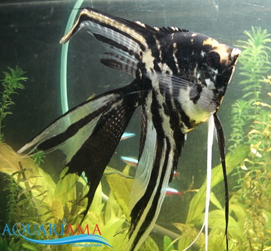 História do Peixe Acará e Origem do Animal – Mundo Ecologia