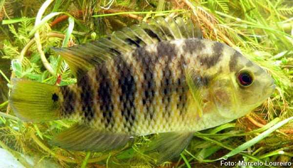 Peixe Acará-Cascudo: Caracteristicas, Como Cuidar e Fotos – Mundo Ecologia