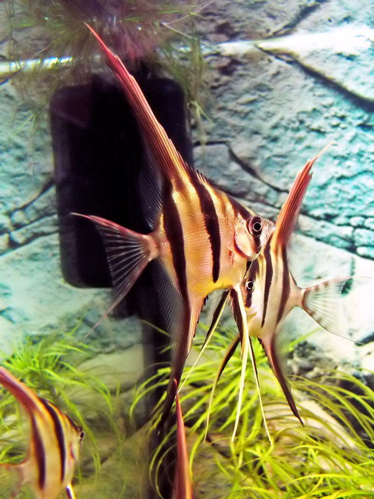 Peixe Acará-Orinoco: Características, Como Cuidar e Fotos | Mundo Ecologia