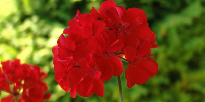 Tudo Sobre A Flor Gerânio: Características E Nome Científico | Mundo ...