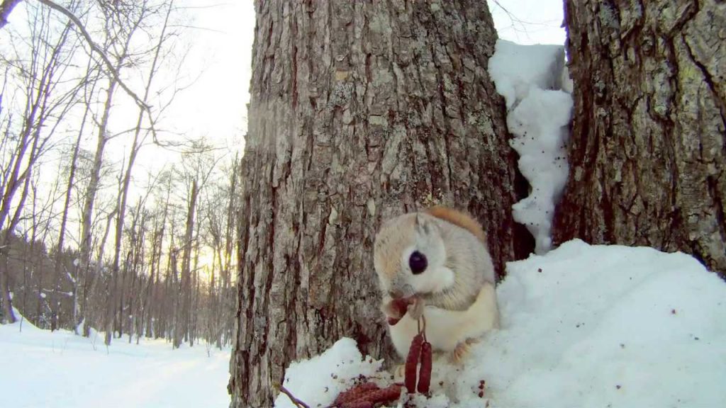 Esquilo-Voador-da-Sibéria: Características, Nome Científico e Fotos ...