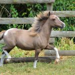 Raça de Pônei Brasileiro: Características, História, Origem e Fotos ...