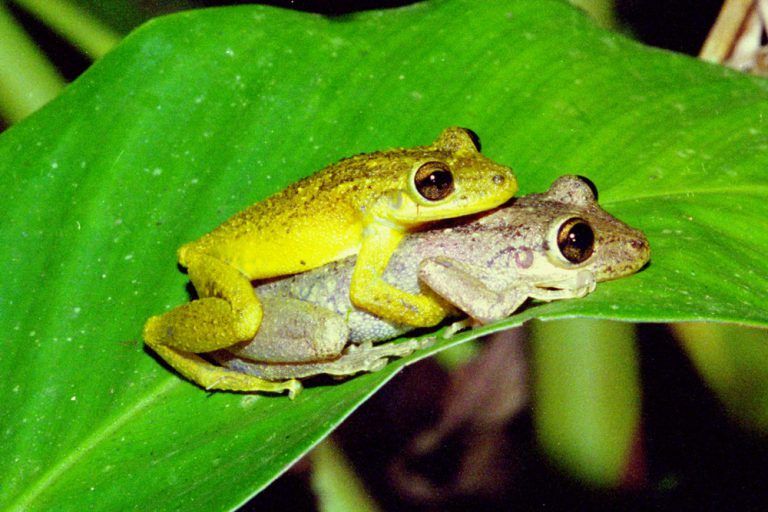 Habitat Da Perereca: Onde Elas Vivem? | Mundo Ecologia