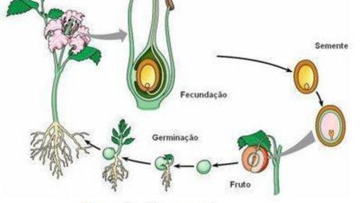 Qual É o Significado do Termo Óvulo em Plantas? | Mundo Ecologia