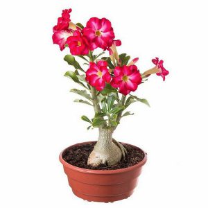 Qual é a Flor Que Nasce no Deserto? | Mundo Ecologia