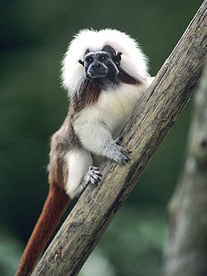 Saguim-Cabeça-de-Algodão: Características, Habitat e Fotos – Mundo Ecologia