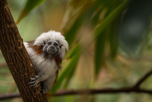 Saguim-Cabeça-de-Algodão: Características, Habitat e Fotos – Mundo Ecologia