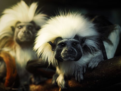 Saguim-Cabeça-de-Algodão: Características, Habitat e Fotos – Mundo Ecologia