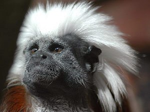 Saguim-Cabeça-de-Algodão: Características, Habitat e Fotos | Mundo Ecologia