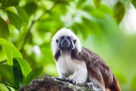 Saguim-Cabeça-de-Algodão: Características, Habitat e Fotos – Mundo Ecologia